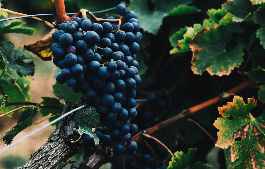 Les vignobles du Médoc à vélo, randonnée liberté Sud-Ouest